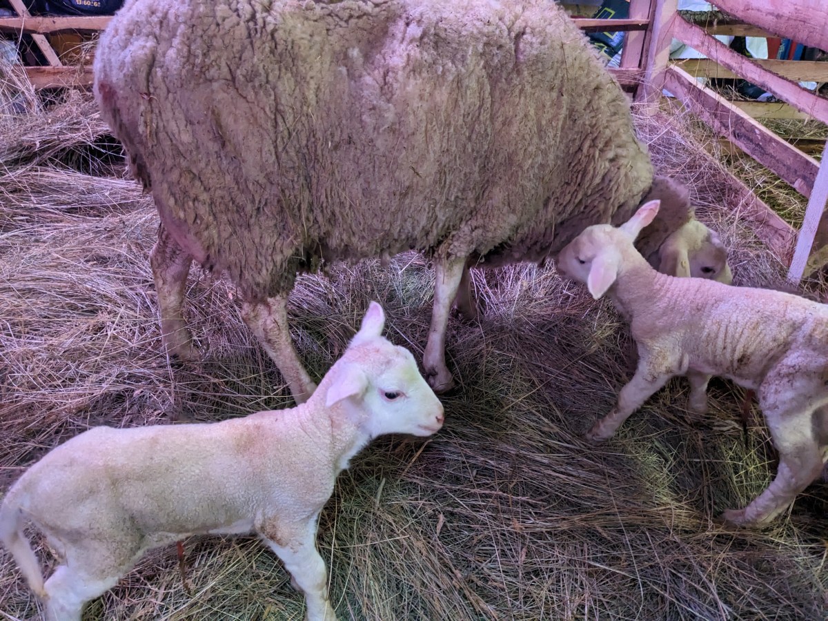 First lambs of 2023 – Katherine Farm